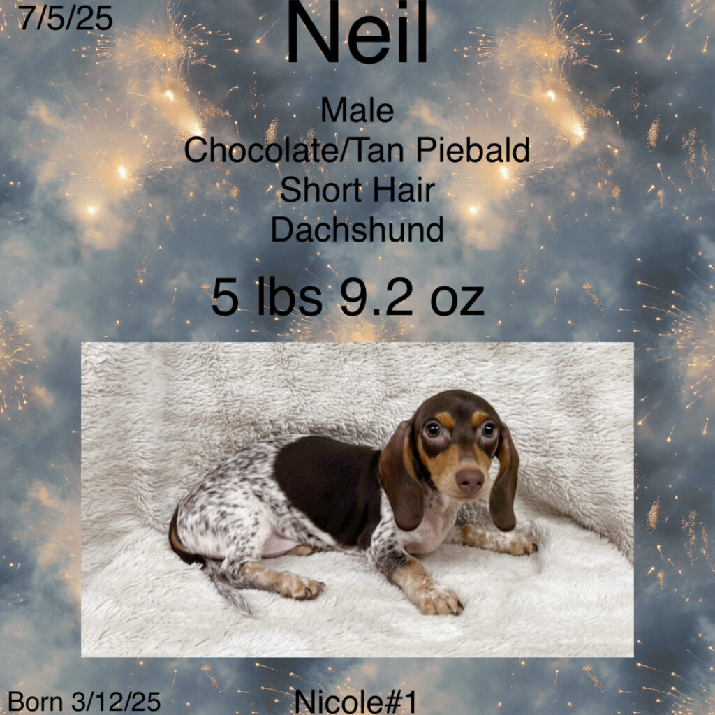 Neil - Darling Diamonds Doxies