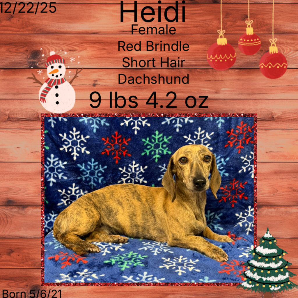 Heidi - Darling Diamond Doxies